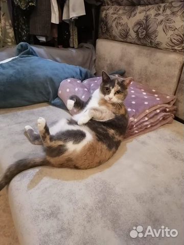 Отдам кошку в добрые руки