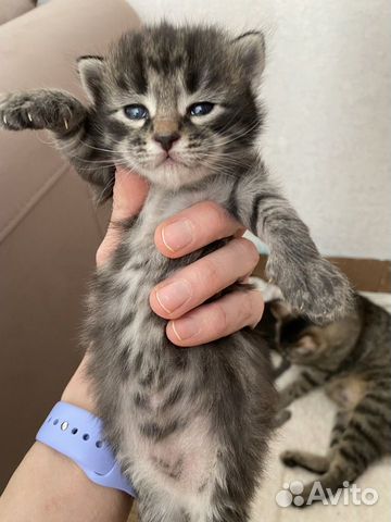 Отдам котенка в добрые руки бесплатно