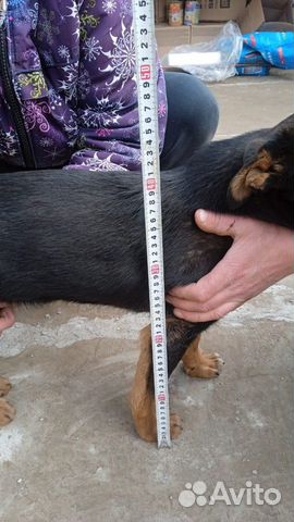 Щенок в добрые руки бесплатно