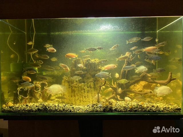 Цихлиды аулонокара