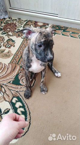 Стаффордширский терьер щенки