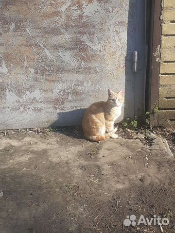 Очень ласковый Рыжик