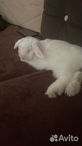 Декоративный кролик с клеткой