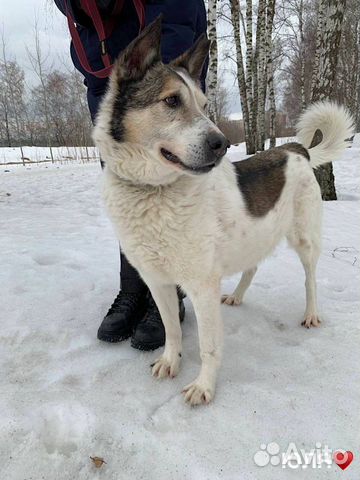 Лайка в добрые руки