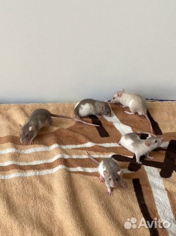 Отдам крысят в добрые руки