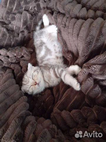 Кошка