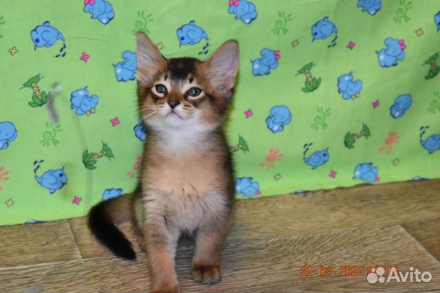 Сомалийские котята