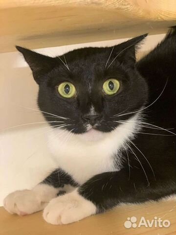 Кот в добрые руки