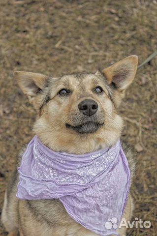 Ласковой собаке не хватает внимания в приюте