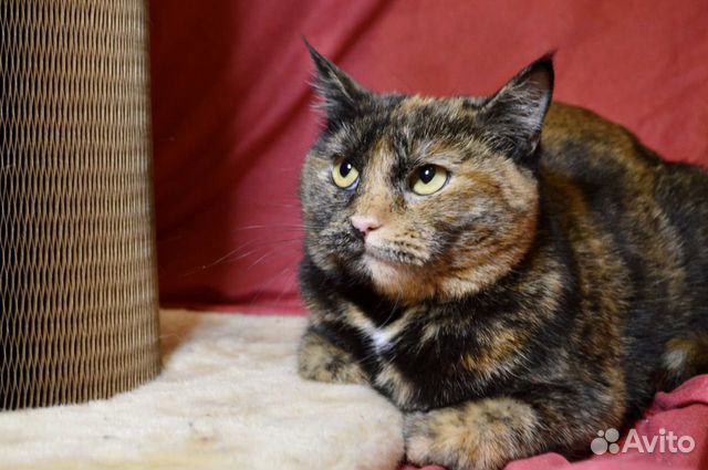 Кошка Машка (уличная)