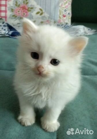 Белый котенок Венечка