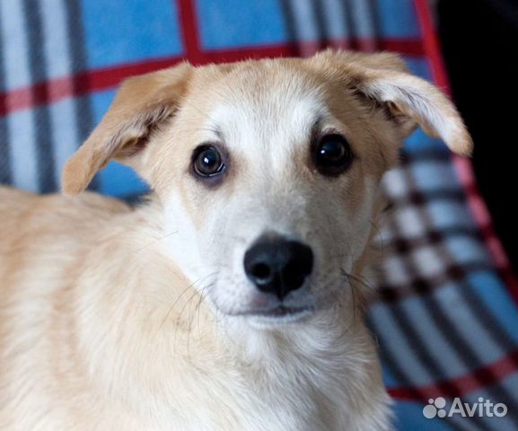 Щенок-мальчик