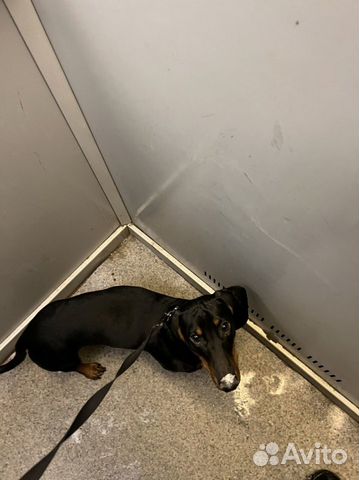 Такса кабель вязка