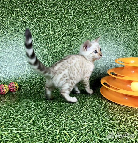 Снежные бенгальские котята