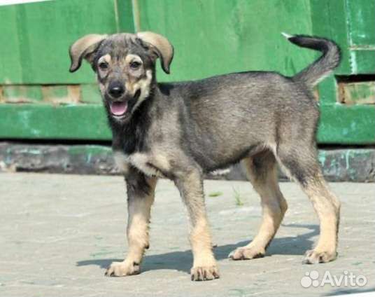 Собака в добрые руки