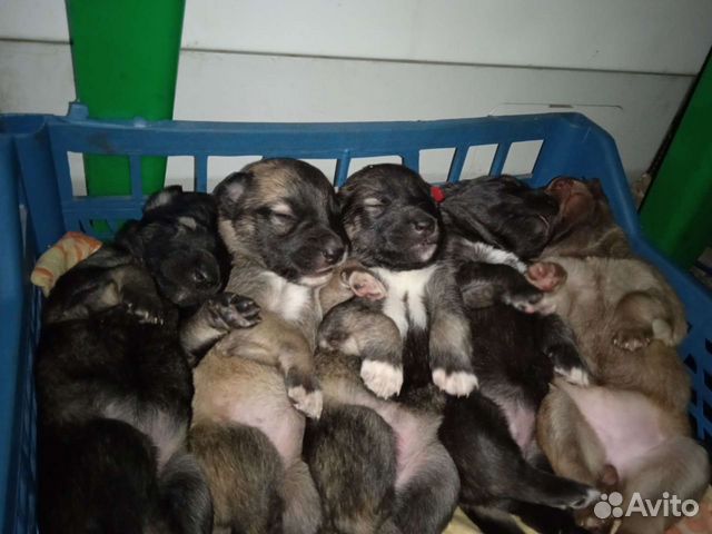 Подарю щеночков