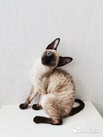 Корниш рекс