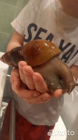 Улитки ахатины бесплатно