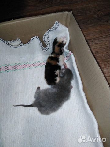 Нужна кормящая кошка