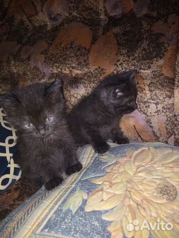 Отдам в добрые руки