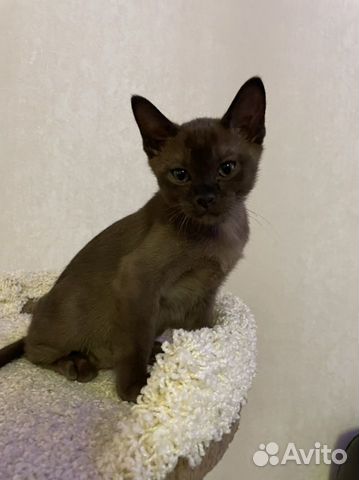 Бурманские котята