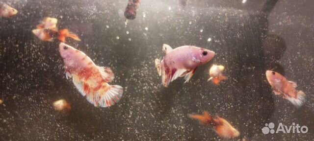 Петушки гиганты.Канди,Кои,фенси.Плакаты хм