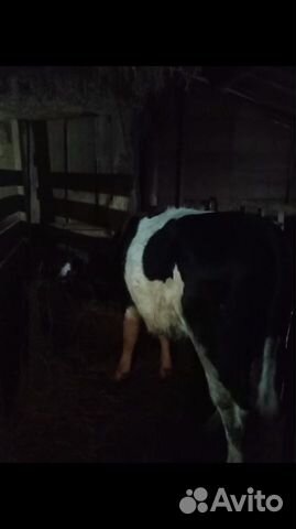 Телка не стельная