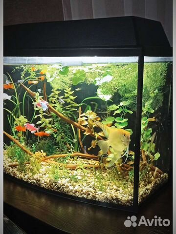 Аквариум