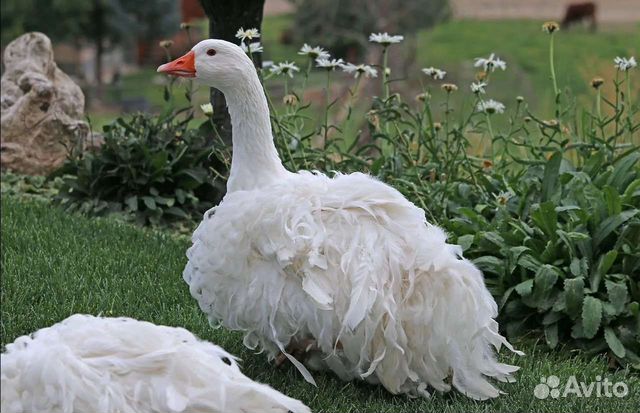 Инкубационное яйцо гусь чистотой породы