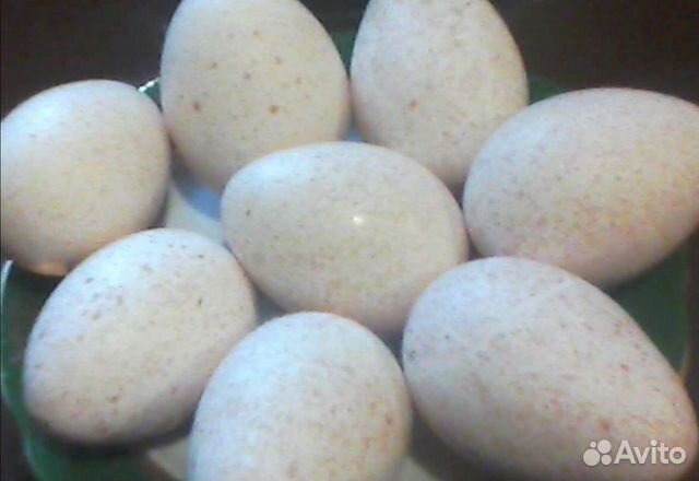 Инкубационное яйцо индейки