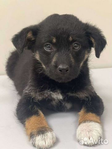 Собака в добрые руки