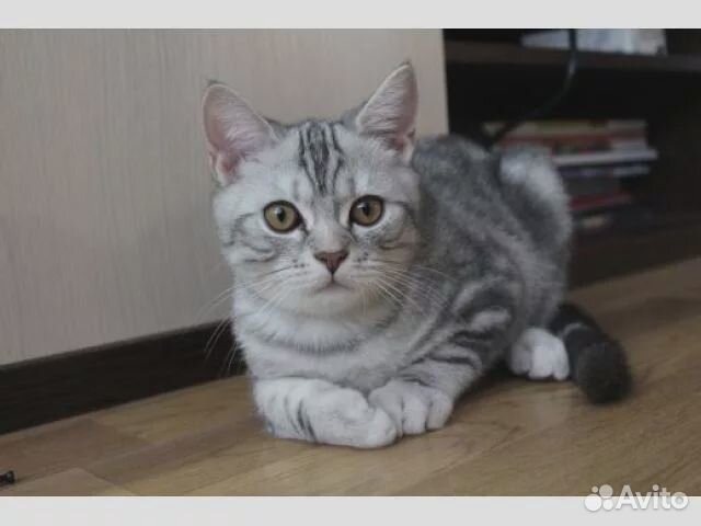 Шотланская кошка скоттиш-страйт