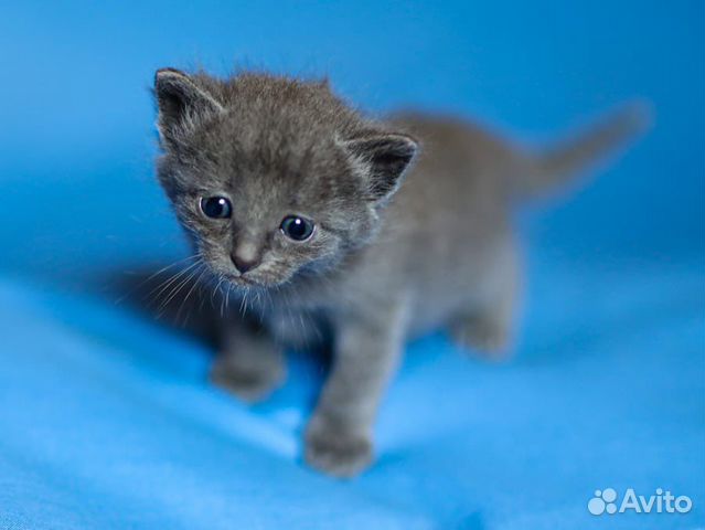 Котёнок 1 мес. Серенькая девочка