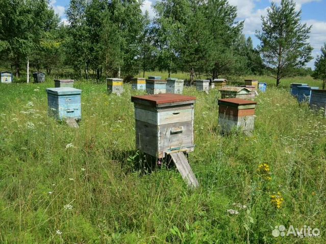 Улей с пчелами