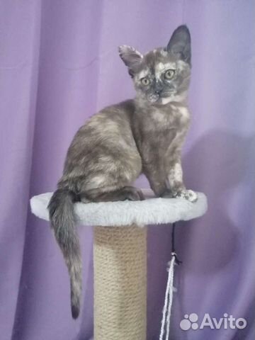 Кошка