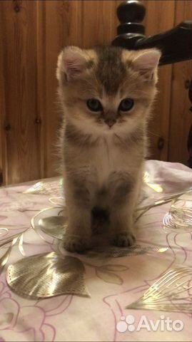 Кошки котята британские шиншиллы
