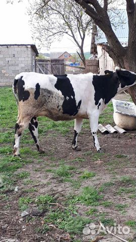 Телка голштинской породы, тельная отел в сентябре