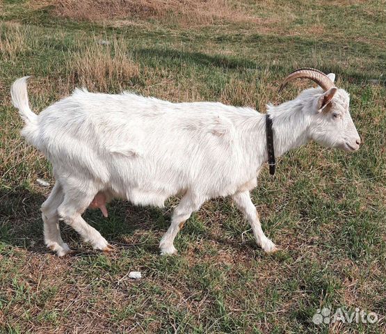 Зааненская дойная коза
