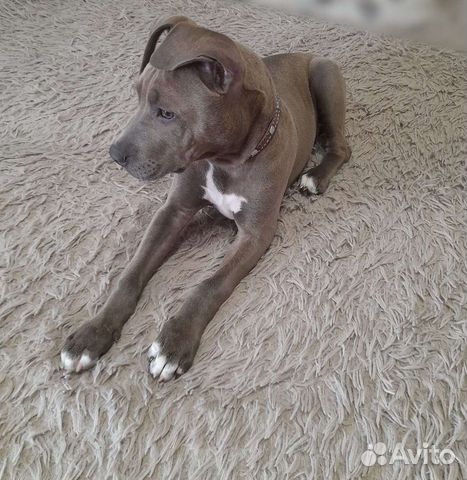 Американский питбультерьер