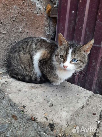 Котик с разными глазками