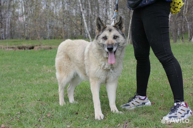 Добрая собака Вика ищет дом