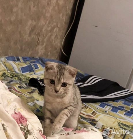 Британская вислоухая