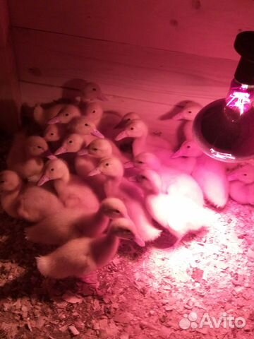 Утята и цыплята 2 нед