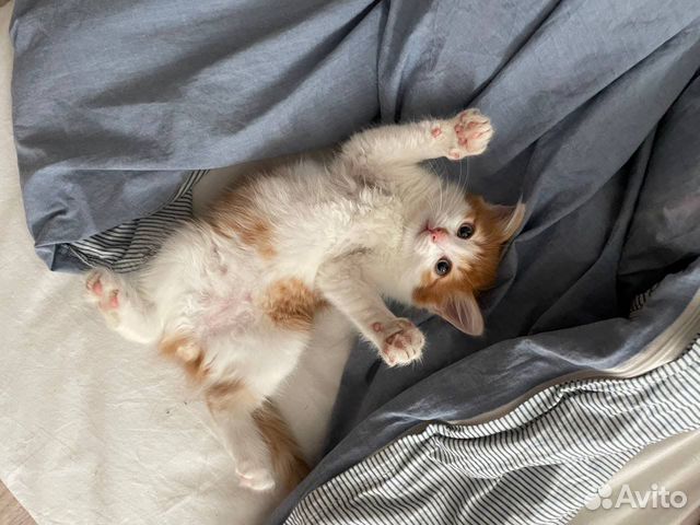 Котята