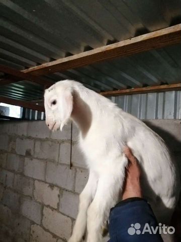 Процентный нубийский козлик