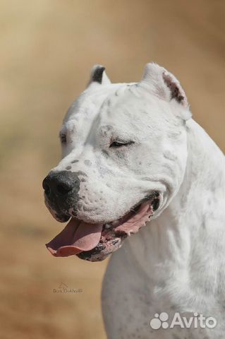 Аргентинский дог