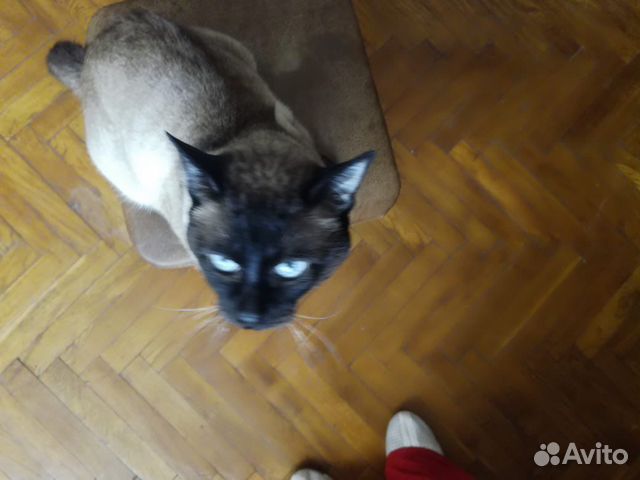 Меконский Бобтейл,тайский кот