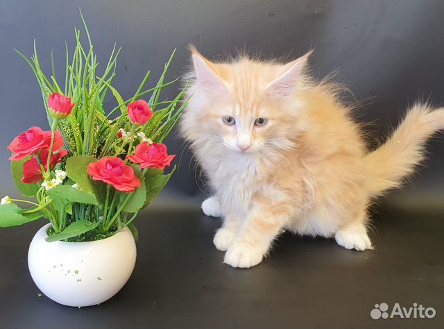 Норвежские лесные котята монопородного питомника