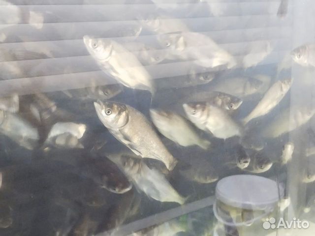 Живая рыба толстолобик