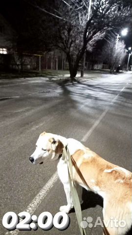 Собака алабай
